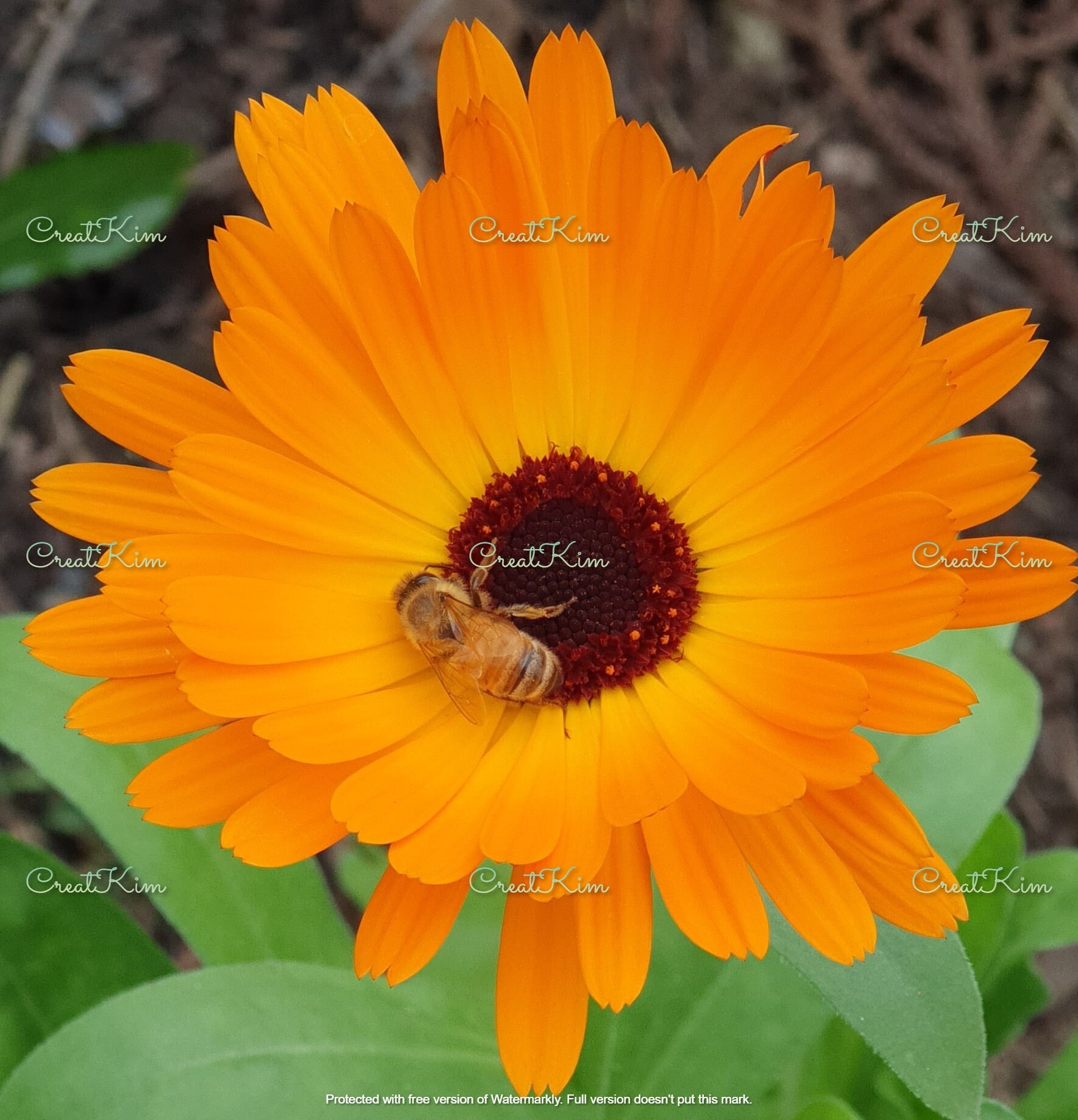 Gerbera Flower With Bee Photo. Digital Download. Great to Print for a ...