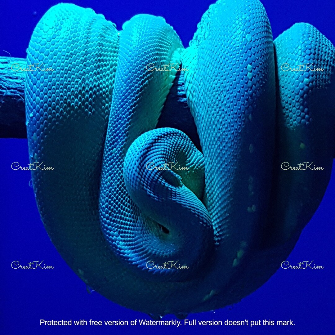 Sleeping Blue Snake. Digital Download. Great to Print for a - Etsy