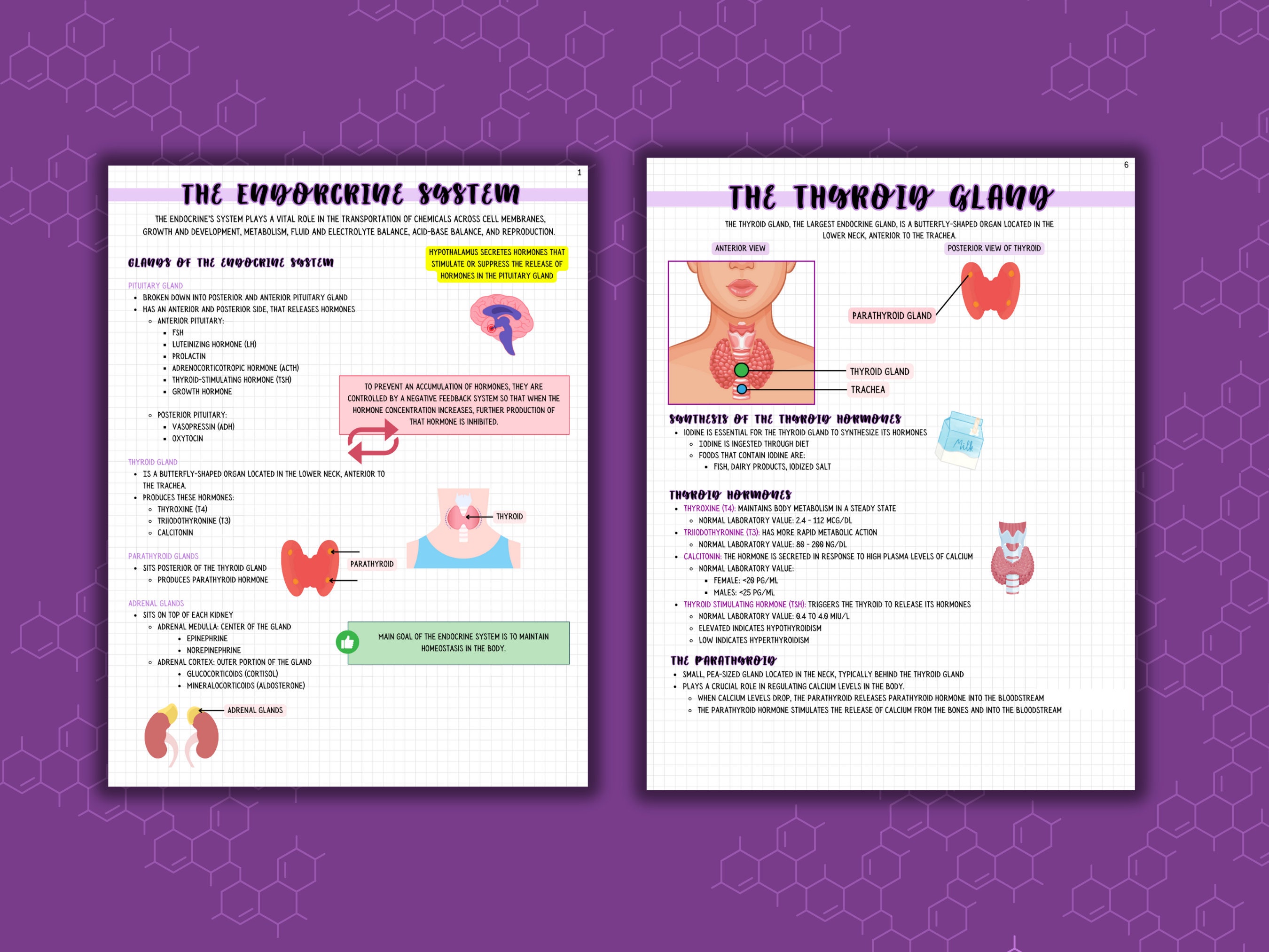Endocrine Nursing Bundle Notes, NCLEX Notes, Med Surg Notes, Endocrine ...