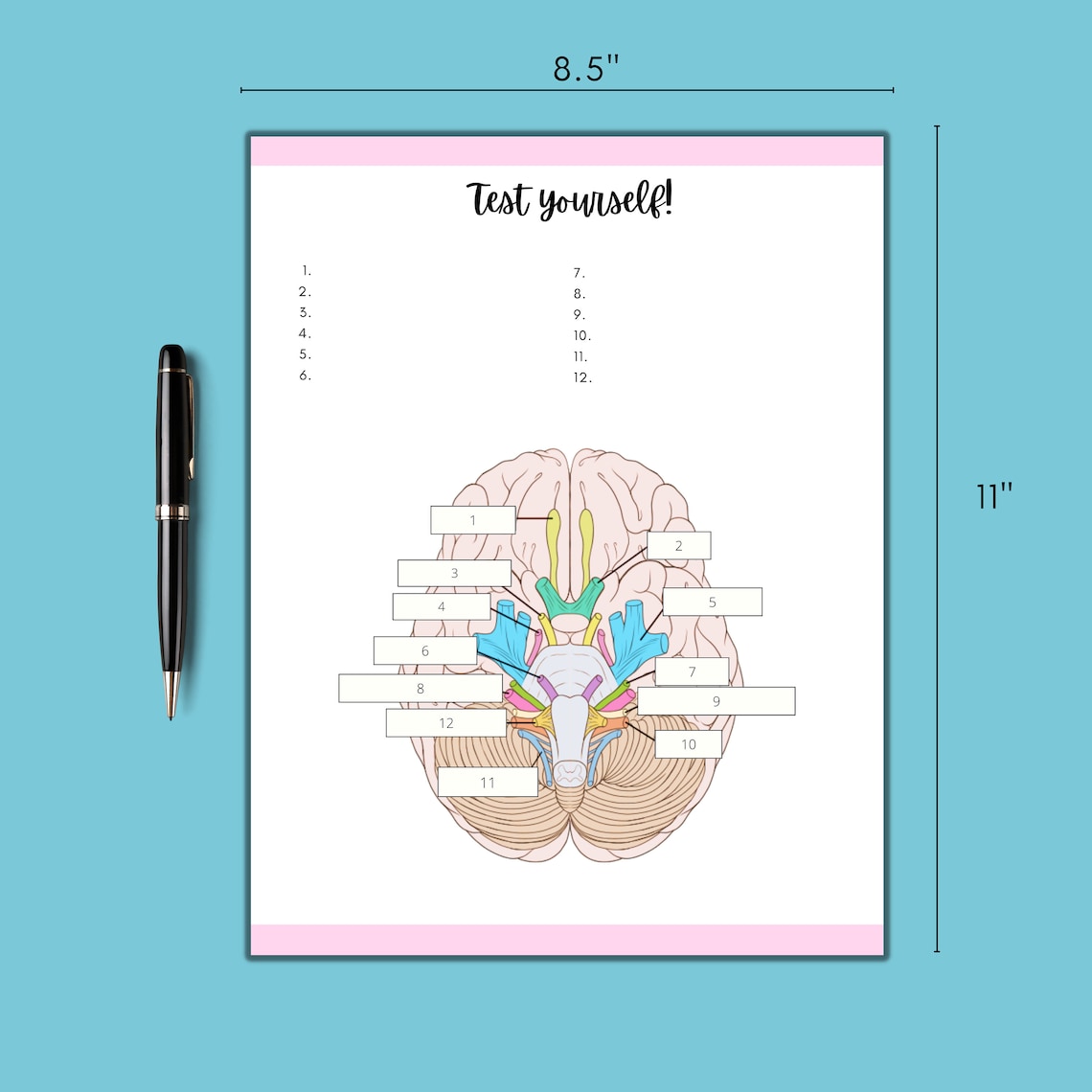 Cranial Nerves Study Guide BUNDLE Nursing Cheat Sheet - Etsy