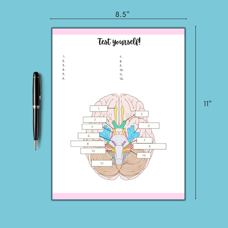 Cranial Nerves Study Guide BUNDLE Nursing Cheat Sheet - Etsy