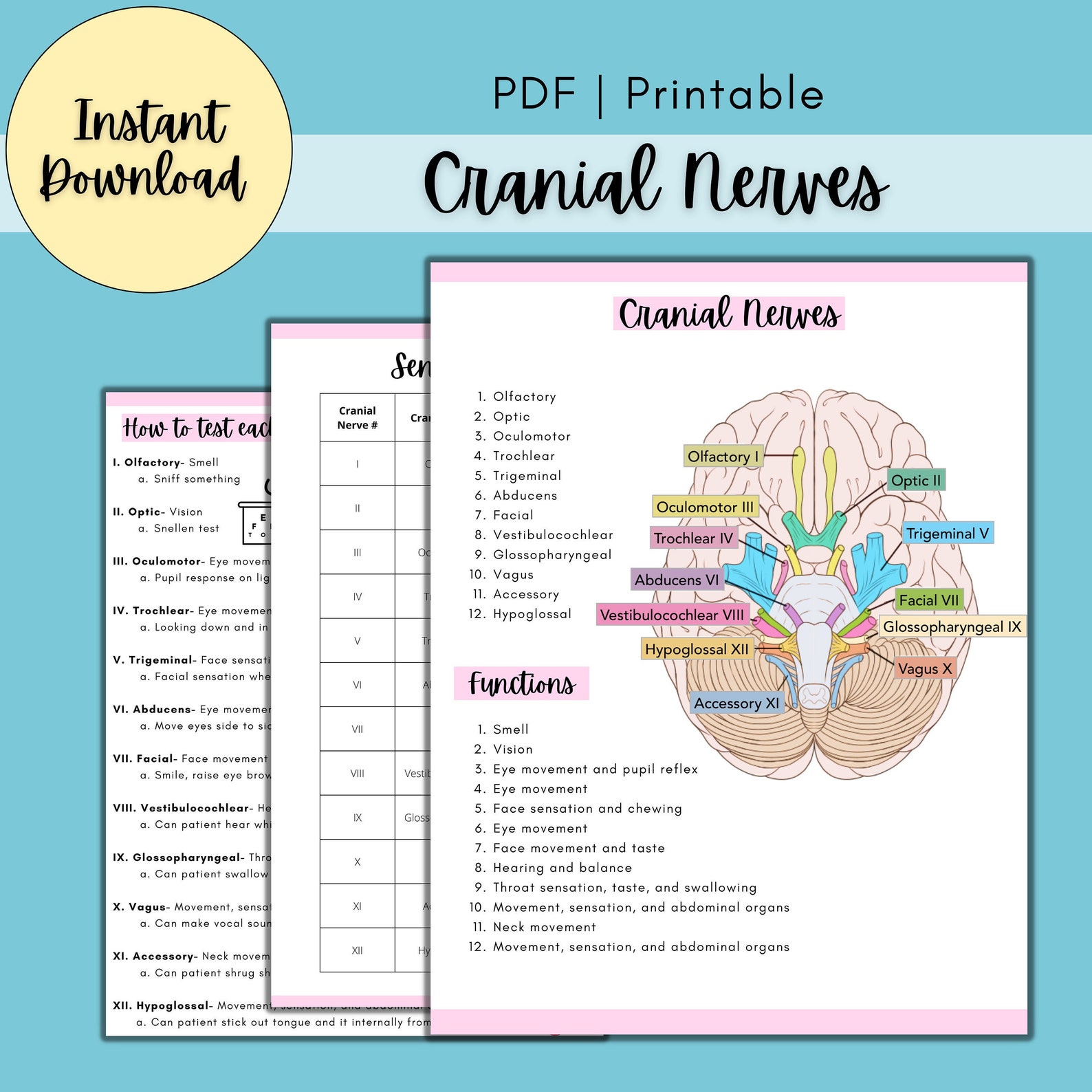 Cranial Nerves Study Guide BUNDLE, Nursing Cheat Sheet, Cranial Nerves ...