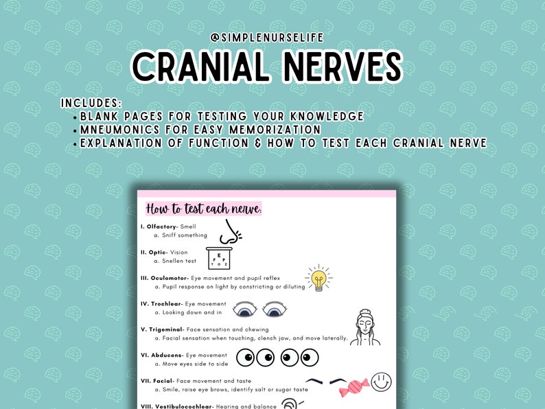 Cranial Nerves Study Guide Bundle: Anatomy, Mnemonics (PDF) - Etsy