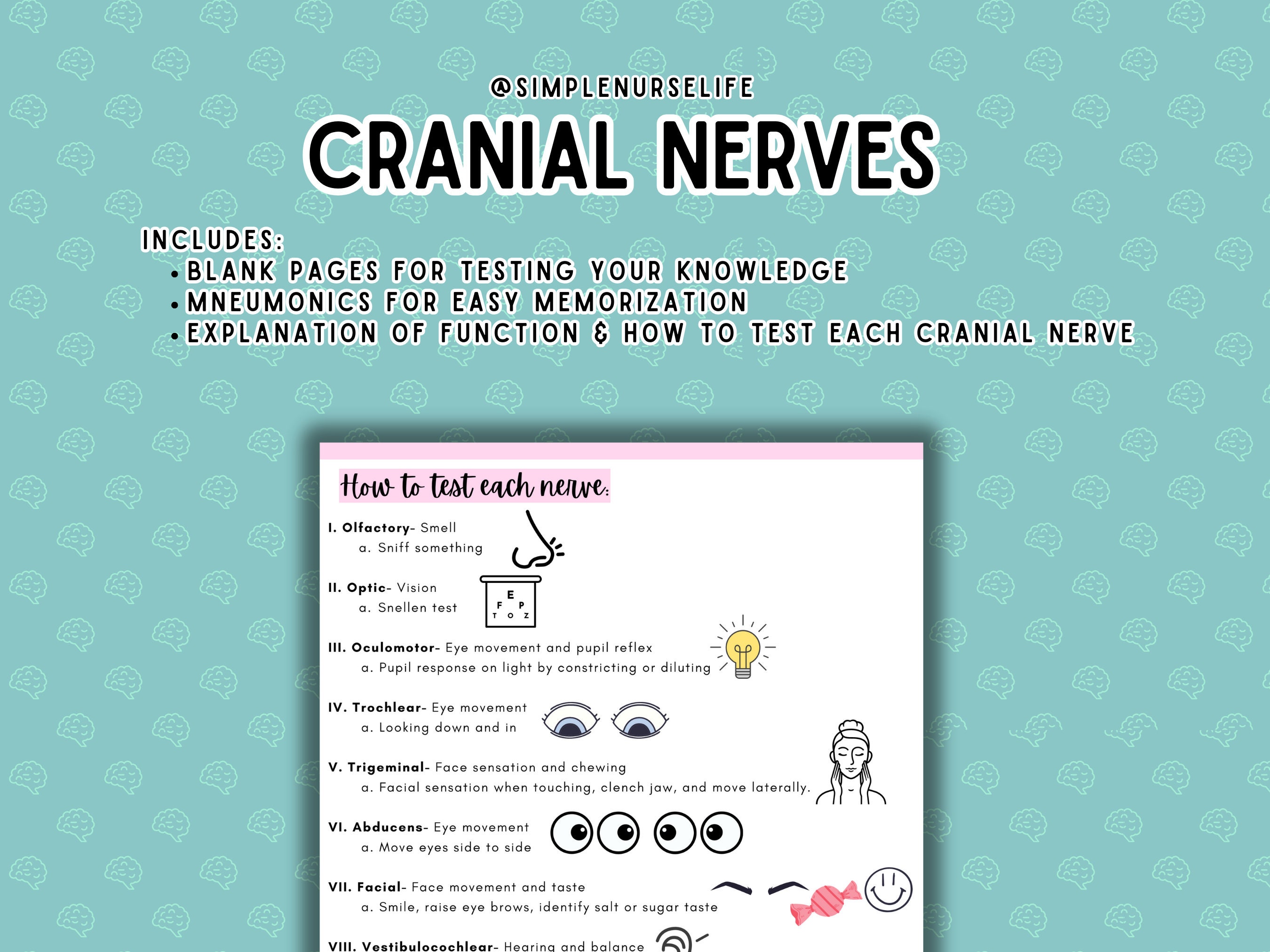 Cranial Nerves Study Guide Bundle: Anatomy, Mnemonics (PDF) - Etsy