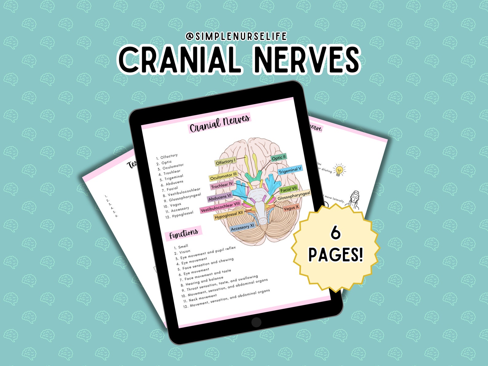 Cranial Nerves Study Guide Bundle: Anatomy, Mnemonics (PDF) - Etsy