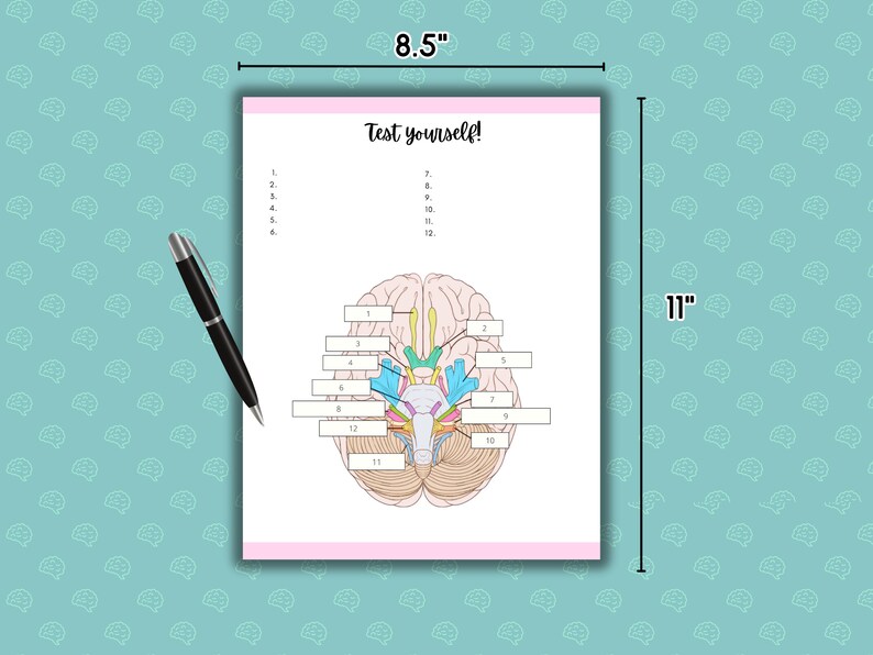 Cranial Nerves Study Guide Bundle: Anatomy, Mnemonics (PDF) - Etsy