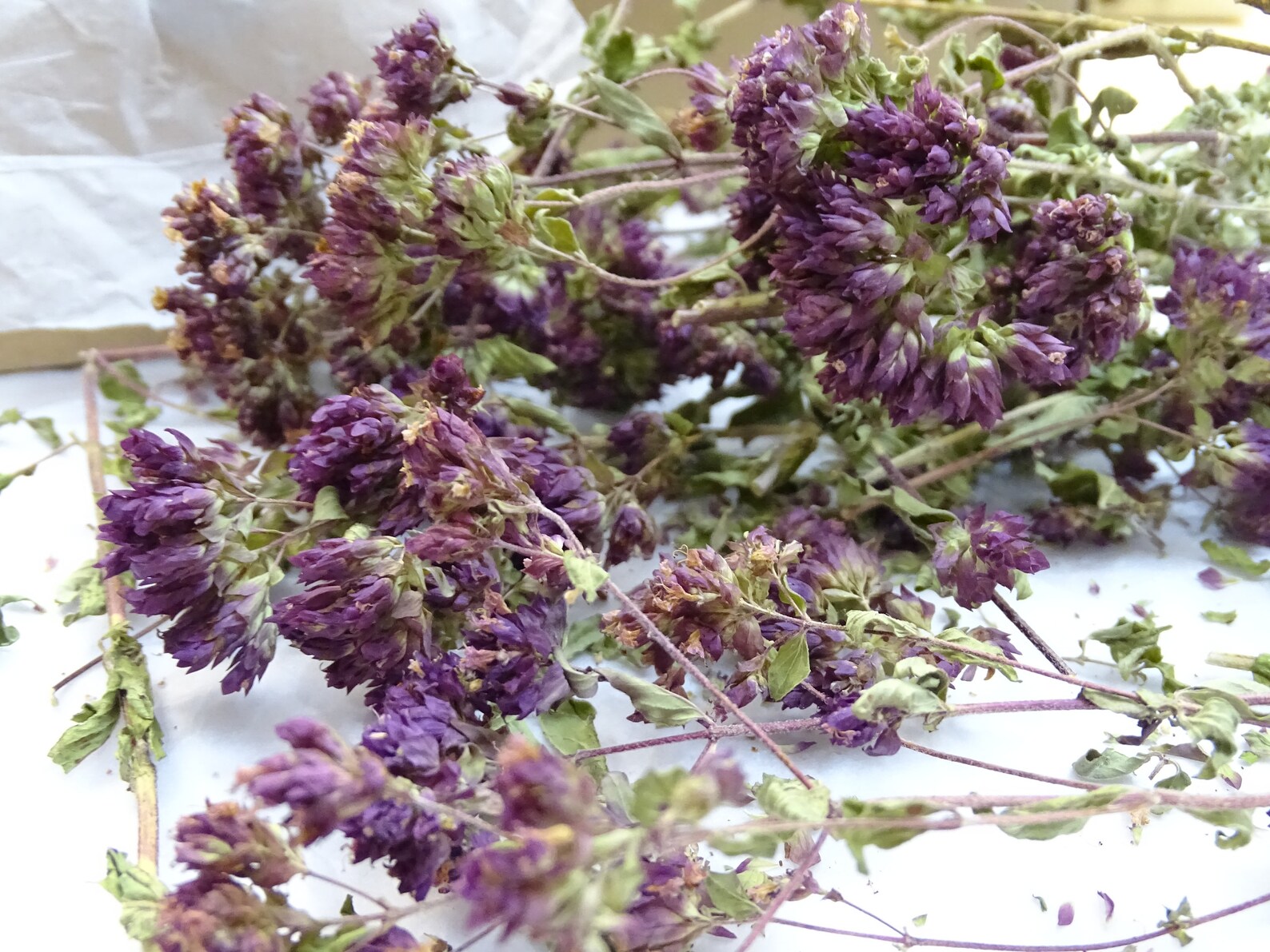 Oregano Tea Leaf and Flowers, Oregano Herb, Bulgarian Red Oregano - Etsy