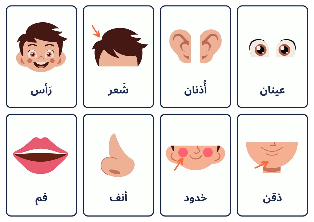 Arabic Body Parts Flash Card - Etsy