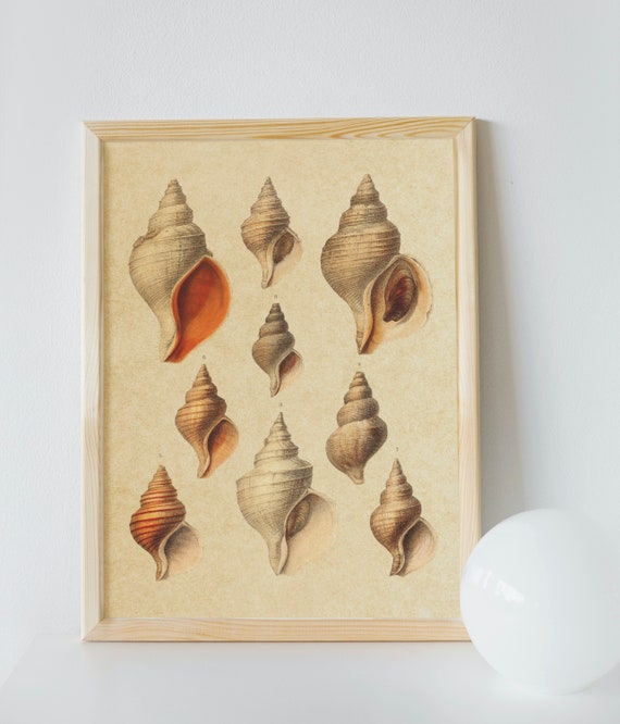 Shell Art Oyster Shell Digital Art Download Printable - Etsy