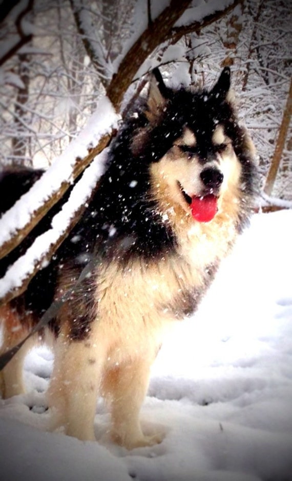 What Is A Wooly Malamute