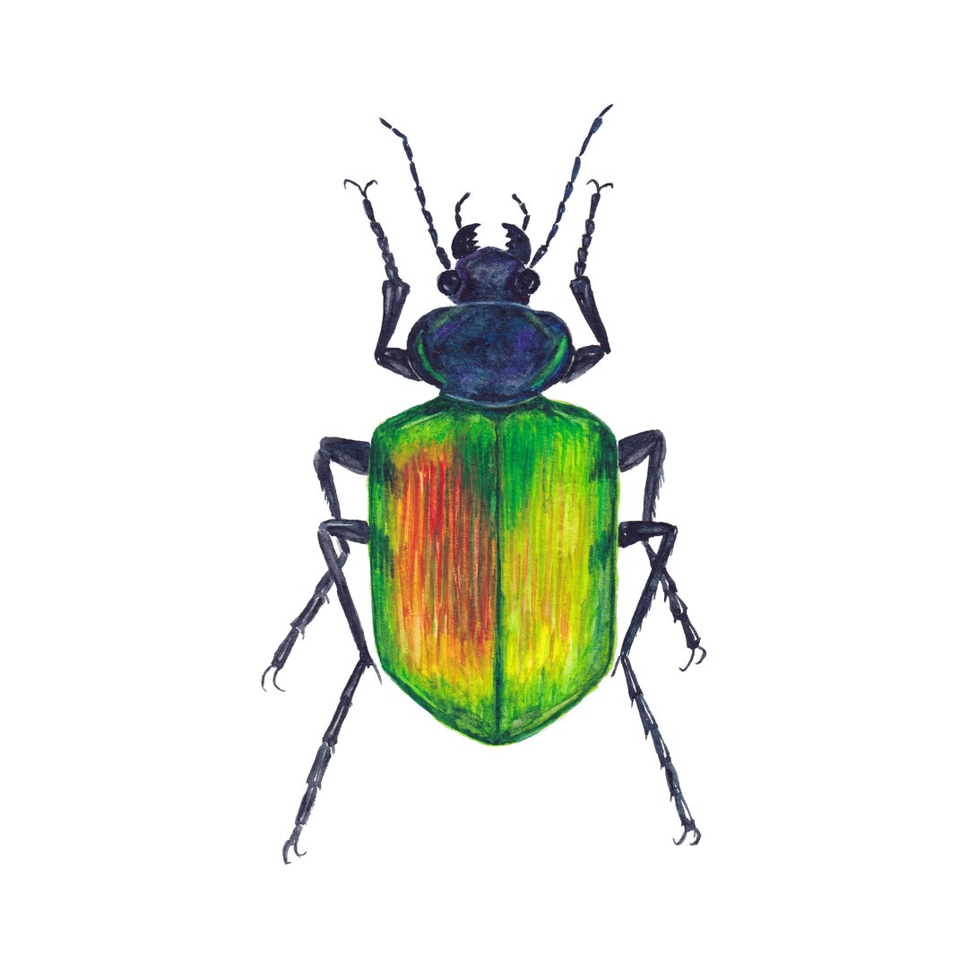 Large Calosome, Beetle Wall Art, Beetle Decor, Watercolor Print - Etsy