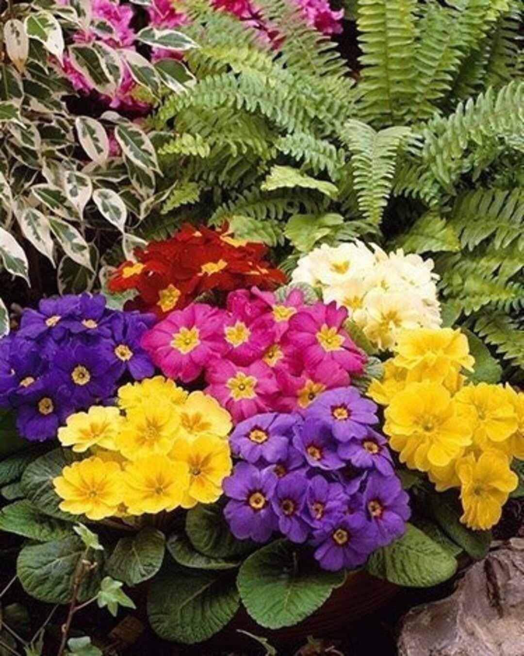 Primrose Stemless Flowers Blend 0.1g / 70 Seeds Primula Acaulis - Etsy ...