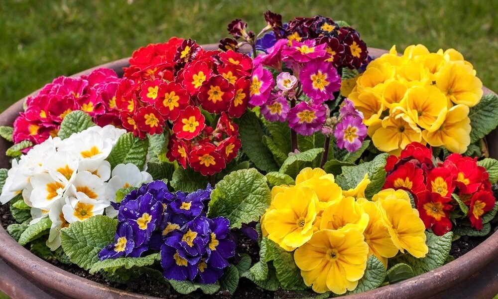 Primrose Stemless Flowers Blend 0.1g / 70 Seeds Primula Acaulis - Etsy ...
