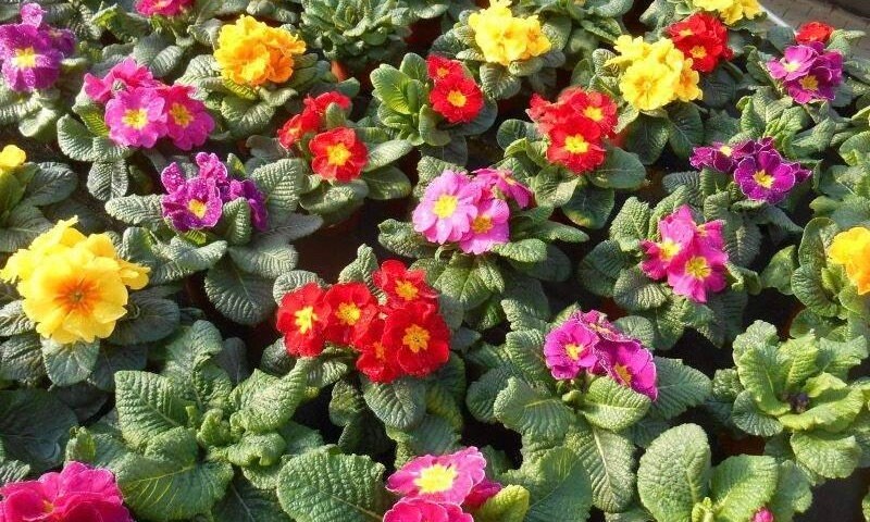 Primrose Stemless Flowers Blend 0.1g / 70 Seeds Primula Acaulis - Etsy ...