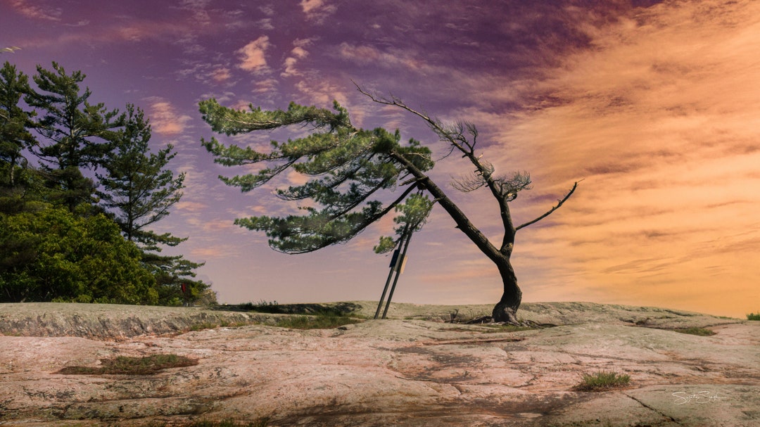 Wall Photo Art Wind Swept Tree Iconic Tree Photo Wall - Etsy