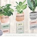 PLANTS & FOLIAGE Birthday Display | Illustrated Classroom Decor ...