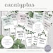 EUCALYPTUS Coming Soon Posters, Modern Plants Classroom Display Decor ...