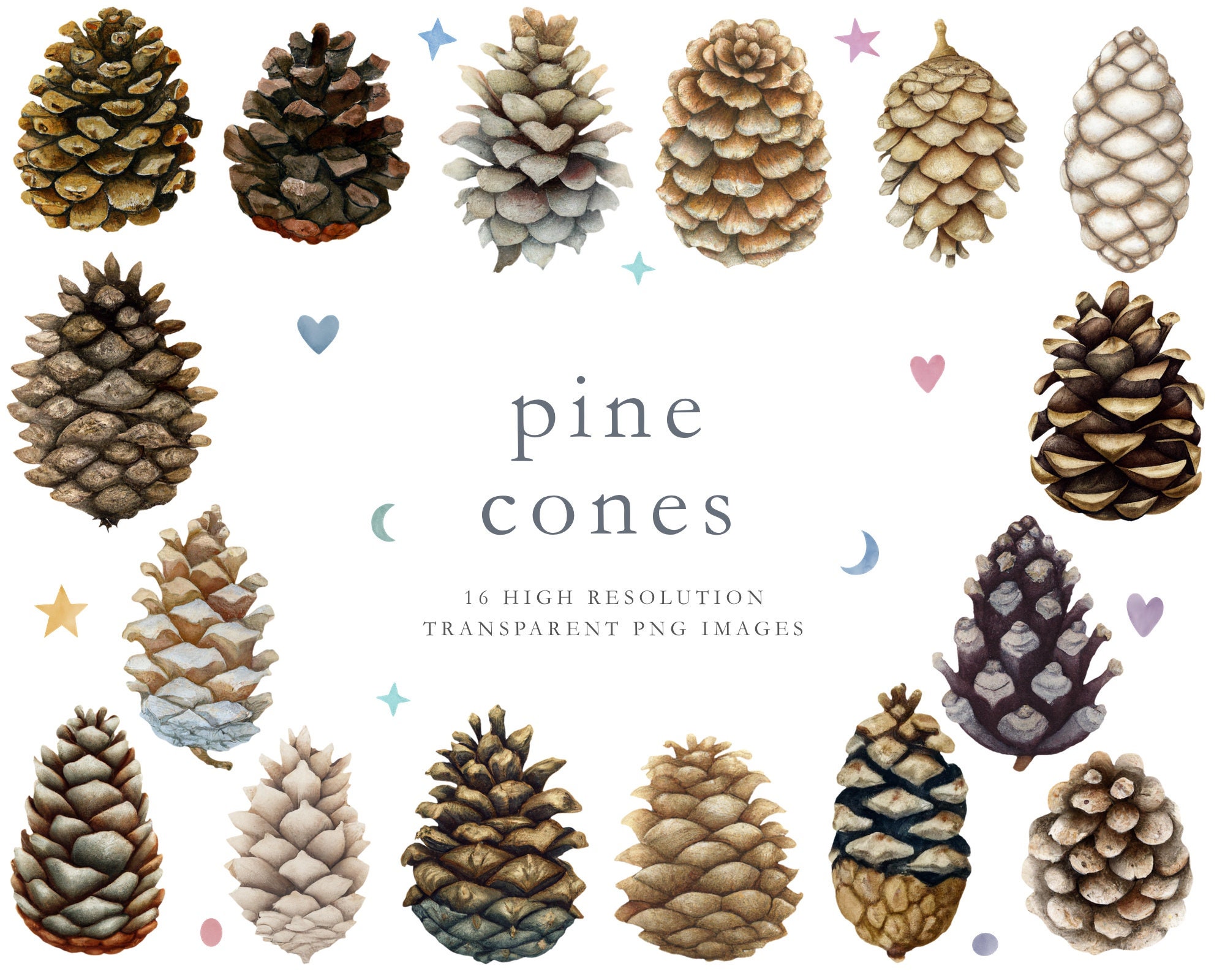 Pine Cone Clipart