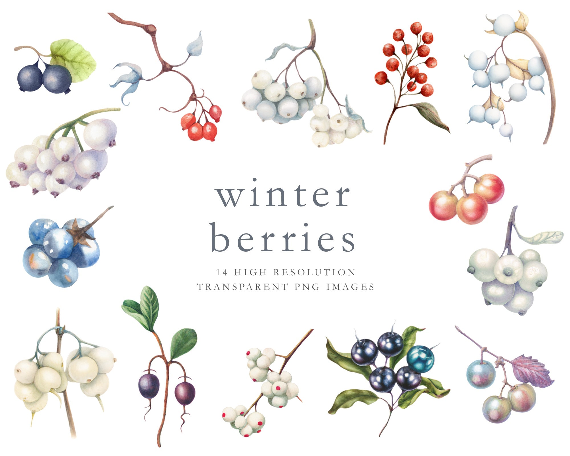 Winter Berry Clipart, Watercolor Winterberries, Clip Art, Winter Berry ...