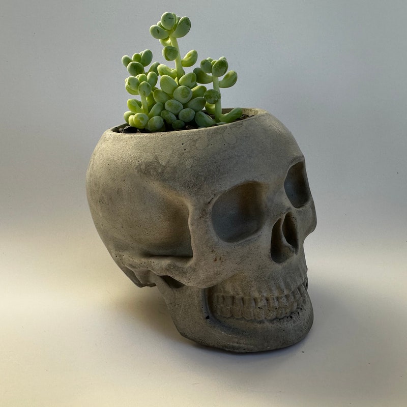 Skull Planter - Etsy