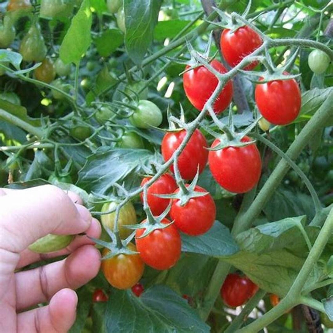 GRAPE TOMATO SEEDS Delicious Mini Vine Tomato Variety - Etsy Canada