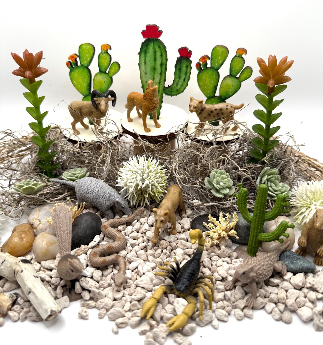 Desert Animals Treasure Box: Desert Animal Study / Animal Trinket Box ...