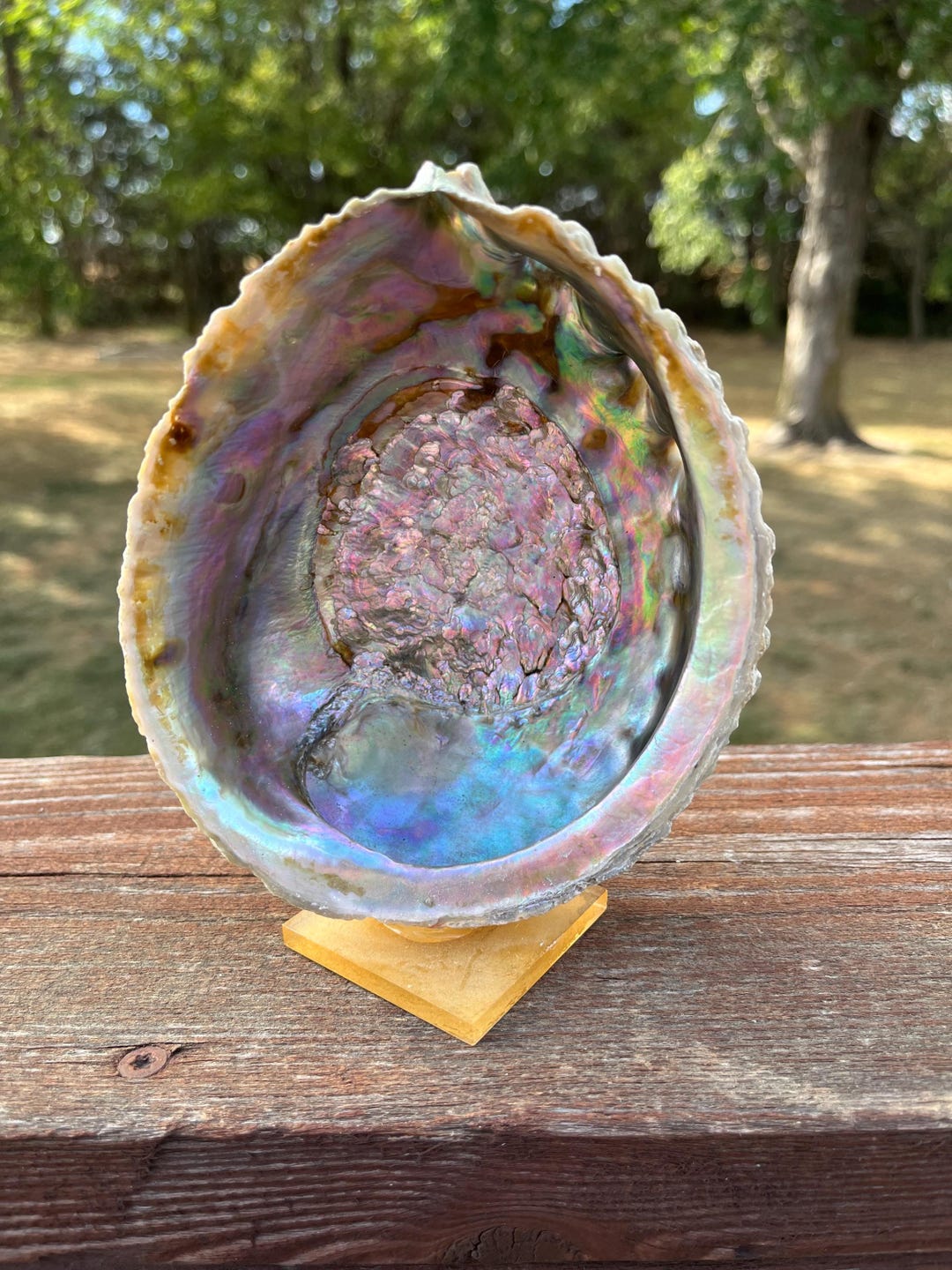 Large Rainbow Abalone Shell on Stand - Etsy
