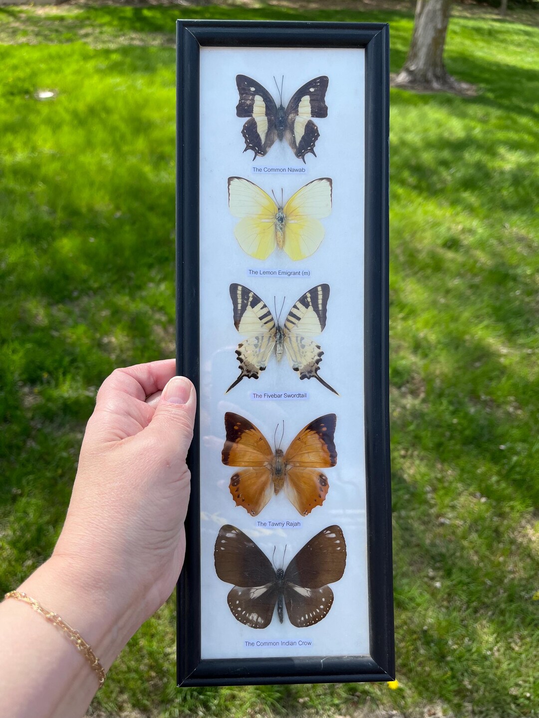 Mounted and Framed Real Butterflies/moths - Common Nawab, Lemon ...