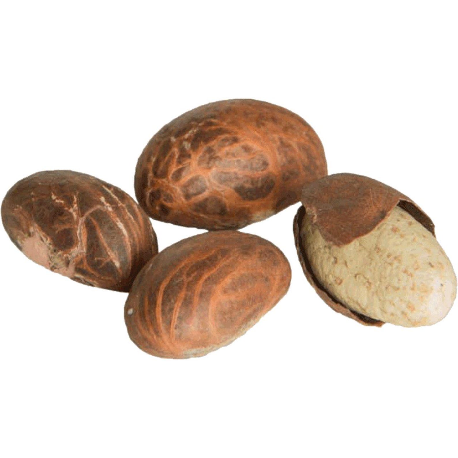 Bitter Kola Seed Pods (2/pack) - West African Spiritual Decor - Etsy