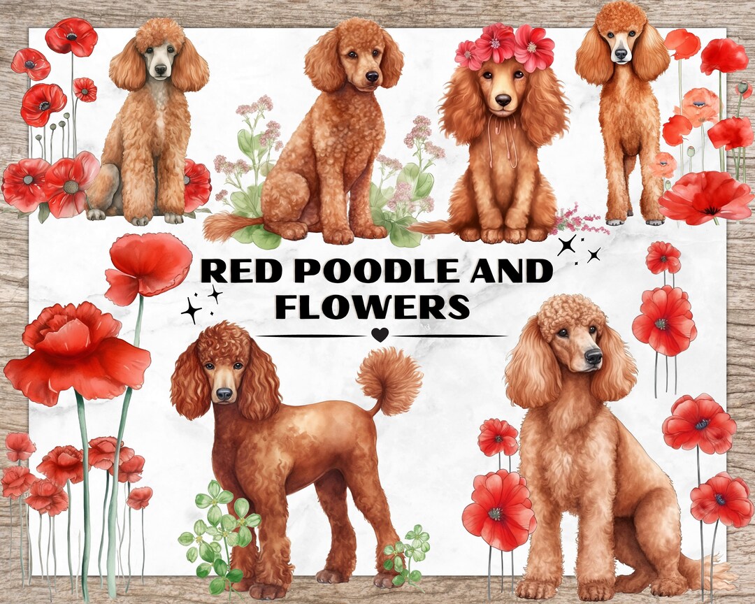 Poodle & Flowers Bundle, Watercolor Clipart, Dog Clipart, Poodle PNG ...