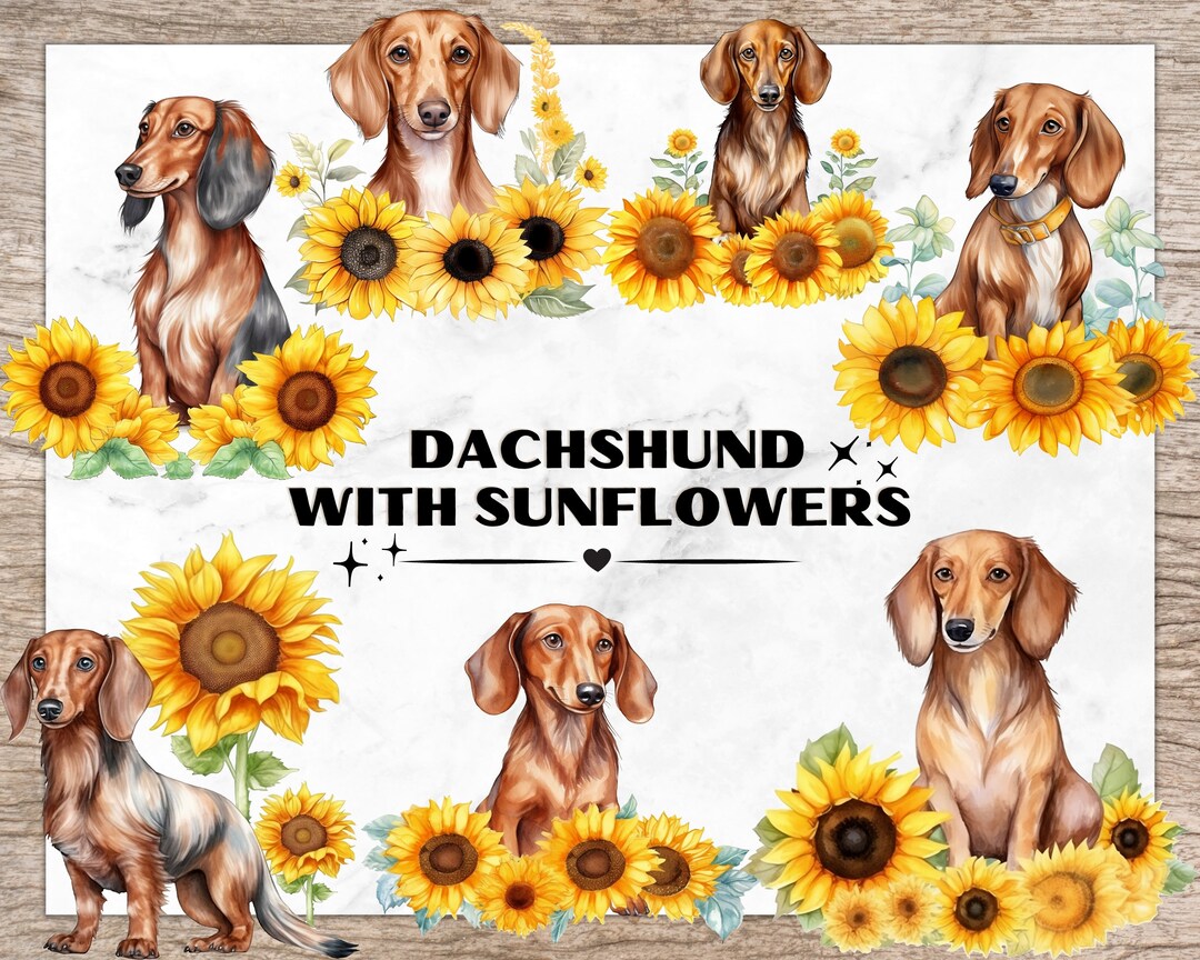Dachshund With Sunflowers Bundle, Watercolor Clipart PNG, Dog Cliparts ...