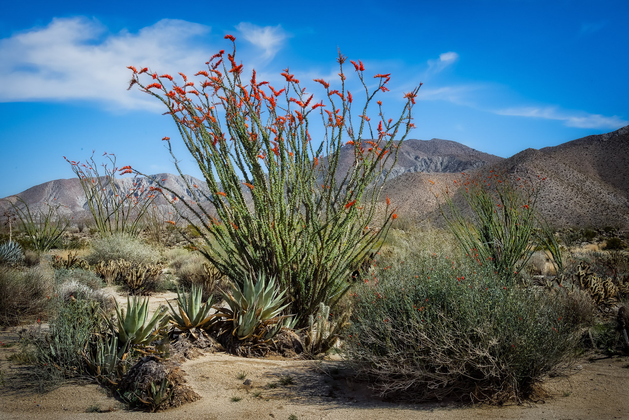 Ocotillo in Bloom / Canvas Wall Art / Desert Decor - Etsy