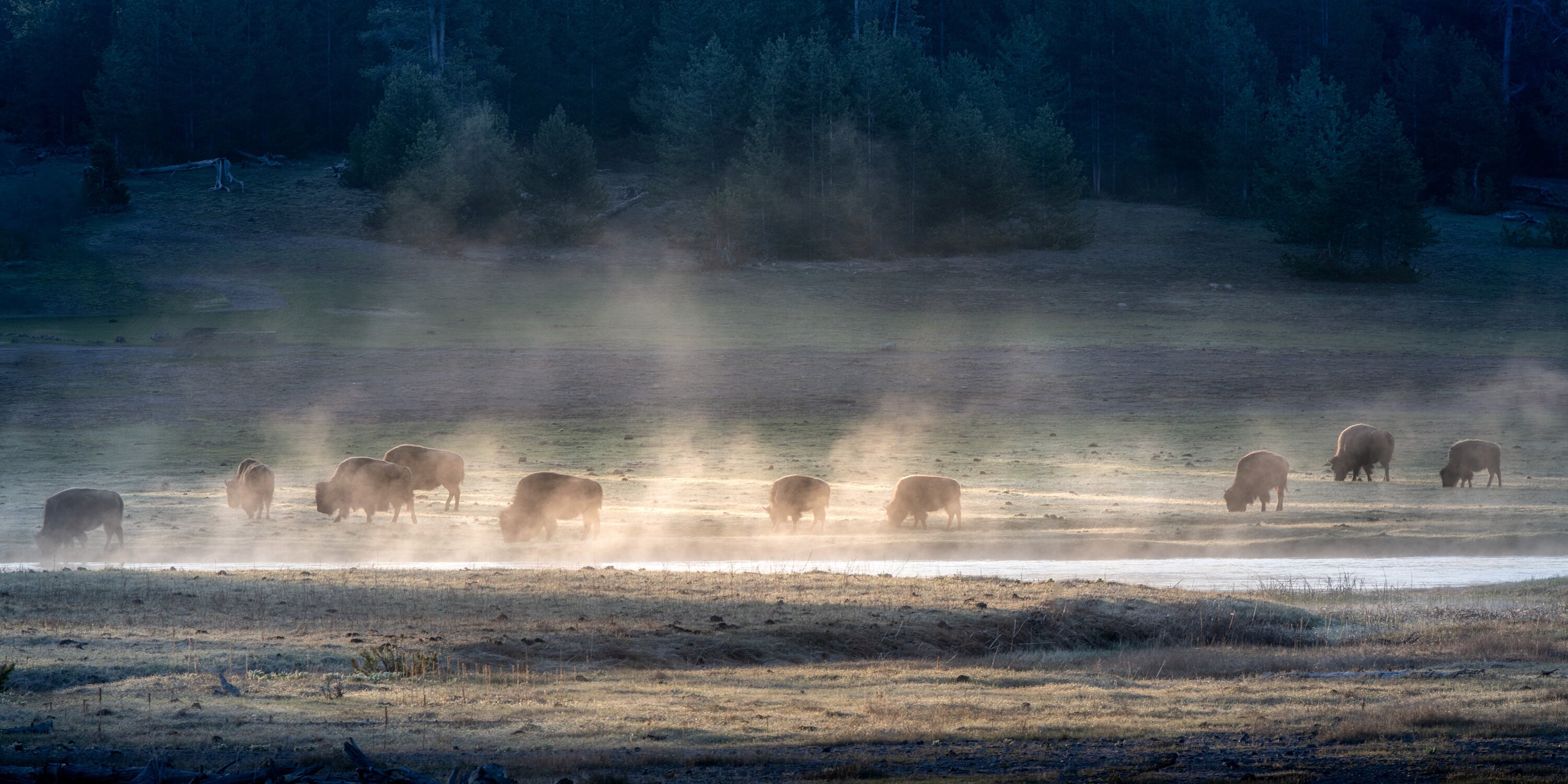 Bison in the Yellowstone Mist / Western Canvas Wall Art for Living Room ...