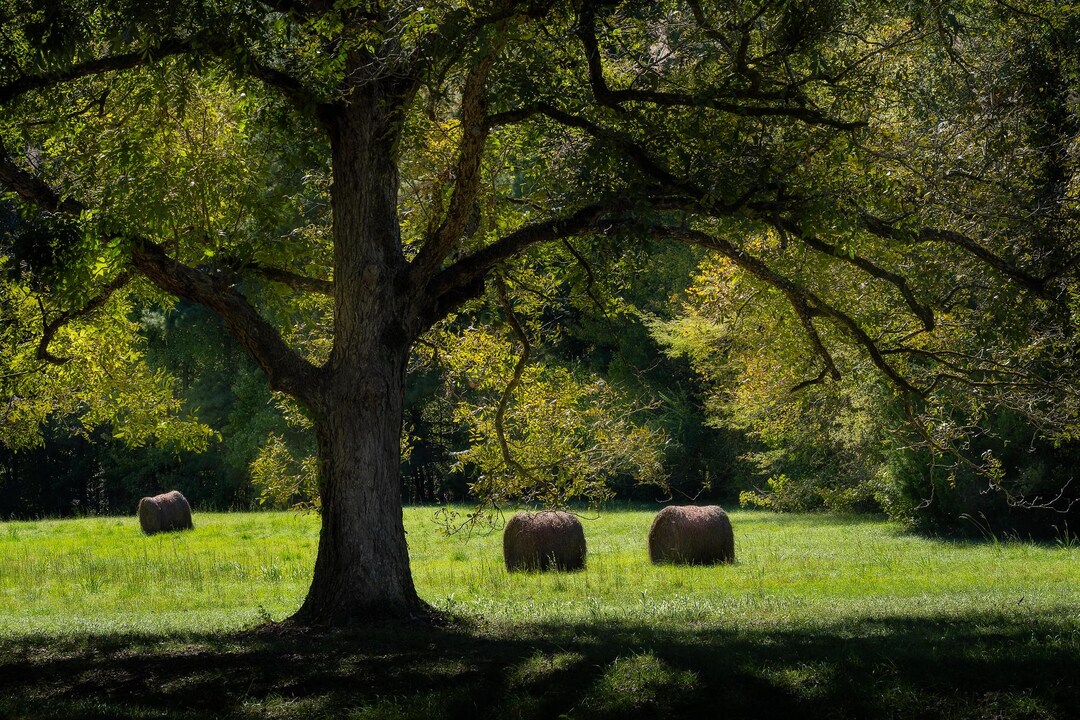 Hay Bales Along Natchez Trace / Fine Art Photograph / Wall Decor - Etsy