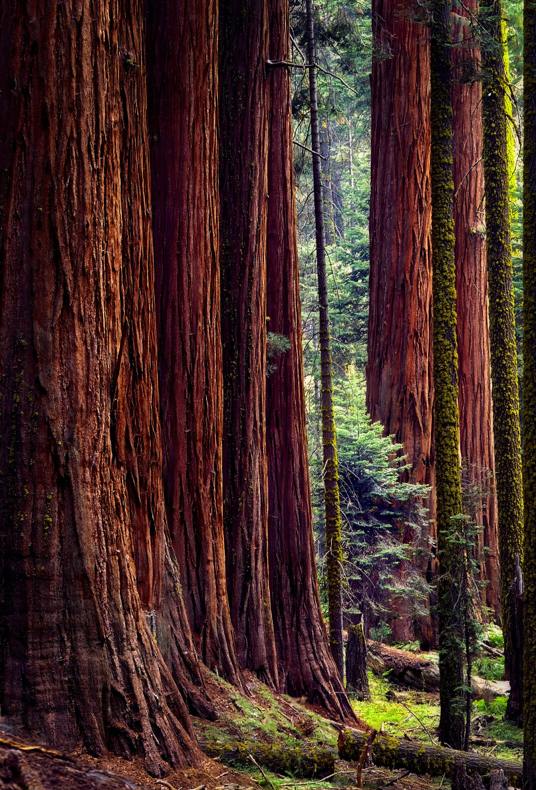 Stand of Sequoia Trees / Sequoia National Park / Wall Art / Home Decor ...