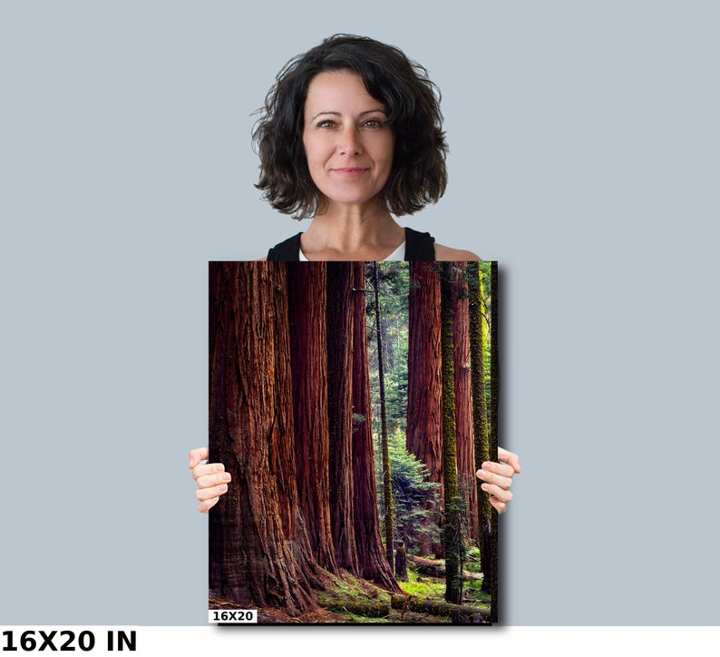 Stand of Sequoia Trees / Sequoia National Park / Wall Art / Home Decor ...