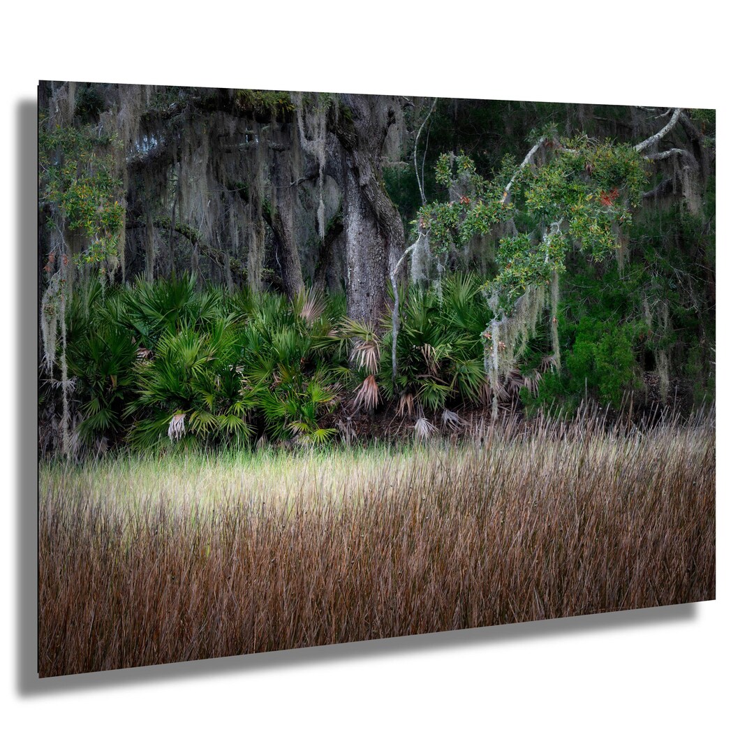 Primordial Forest Photograph/wall Art/jekyll Island - Etsy