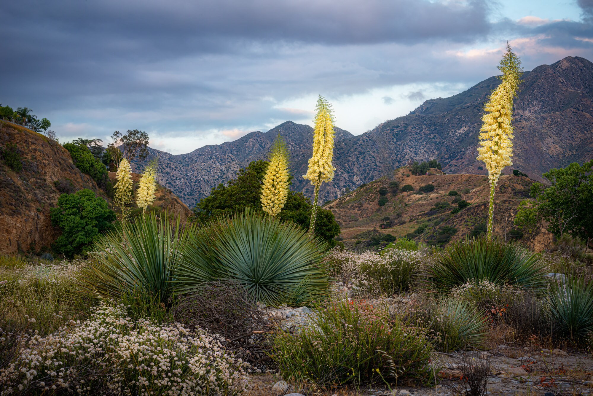 March of the Yucca Trees / Canvas Photograph / Wall Art Canvas - Etsy