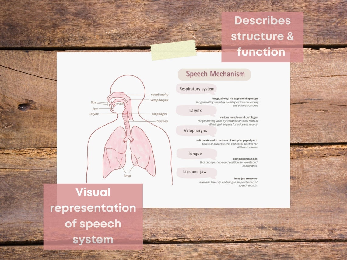 Speech Mechanism Poster & Infographic | the Speech System | Anatomy of ...