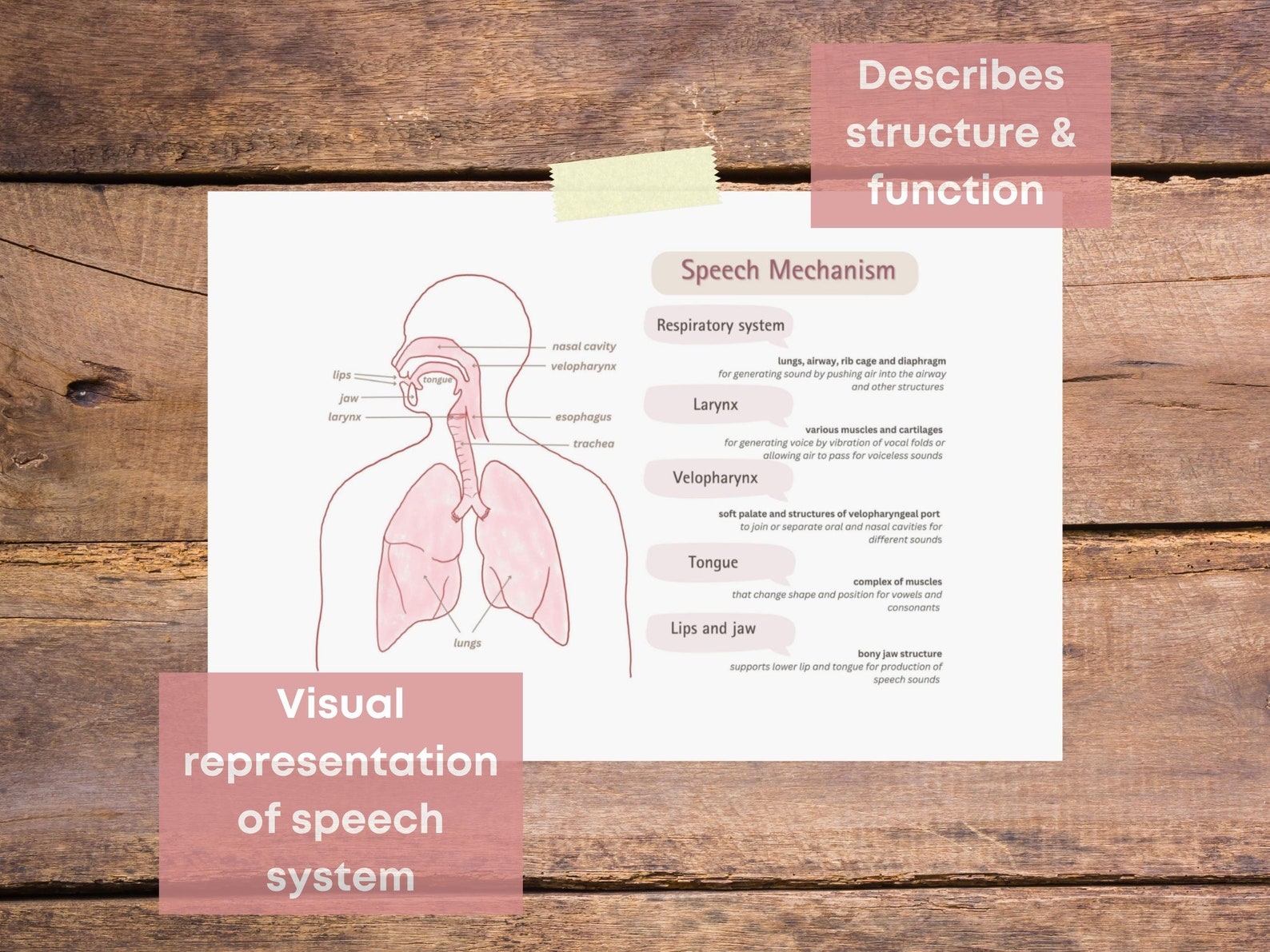 Speech Mechanism Poster & Infographic | the Speech System | Anatomy of ...