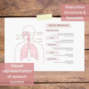 Speech Mechanism Poster & Infographic | the Speech System | Anatomy of ...
