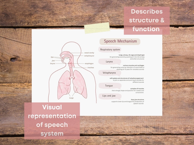 Speech Mechanism Poster & Infographic | the Speech System | Anatomy of ...