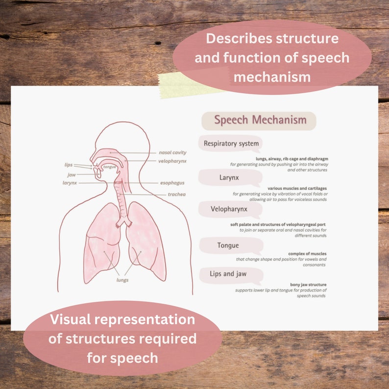 Speech Mechanism Poster & Infographic the Speech System - Etsy