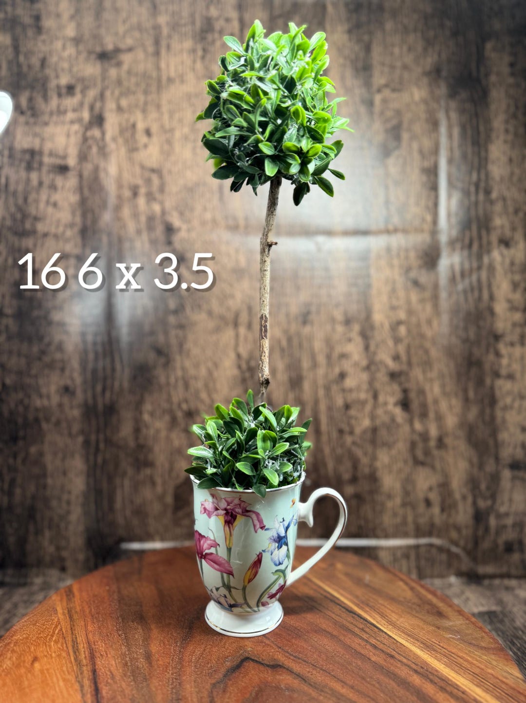 Topiary, Teacup Topiary, Topiary in Teacup, Table Topiary, Topiary ...