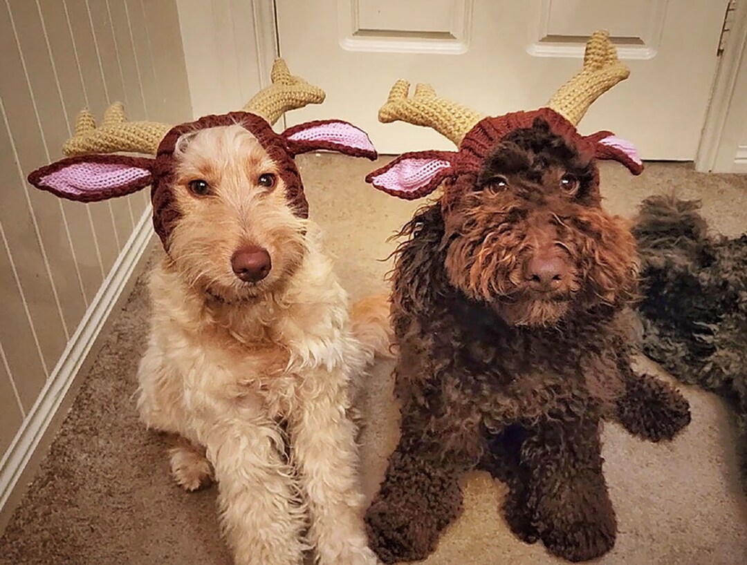 Hendricks and Maple Dog Snood and Cat Snood Rabbit Dog Snood - Etsy