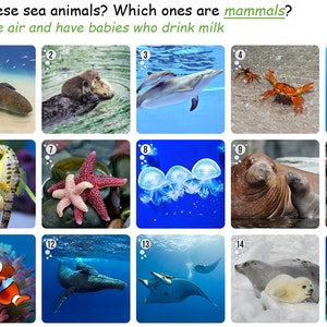 English Lesson Ocean Life, ESL Powerpoint Lesson, Online PPT Lesson ...