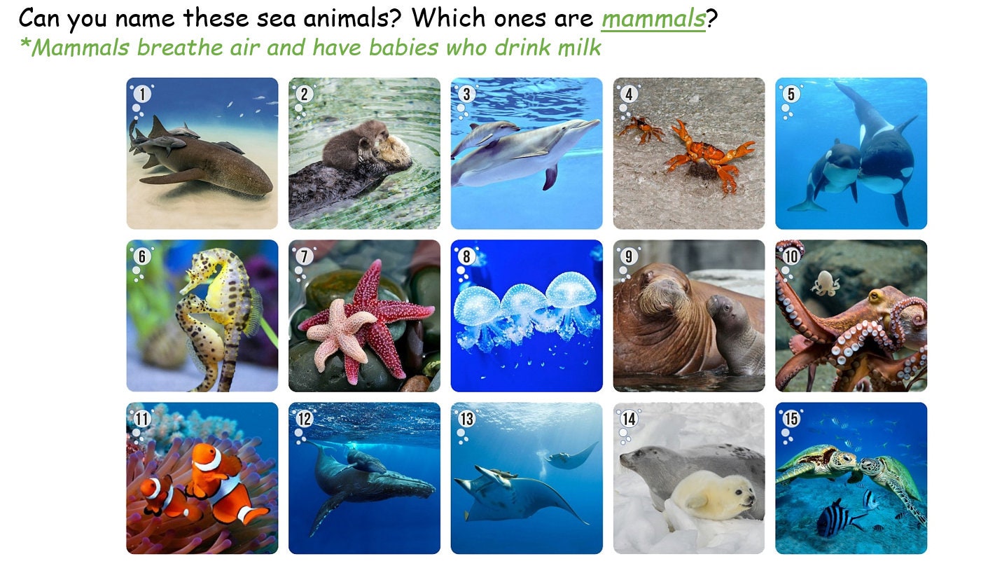 English Lesson Ocean Life, ESL Powerpoint Lesson, Online PPT Lesson ...