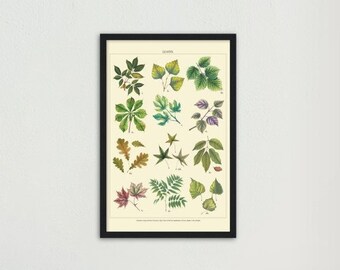 Types of Leaves Poster - Etsy