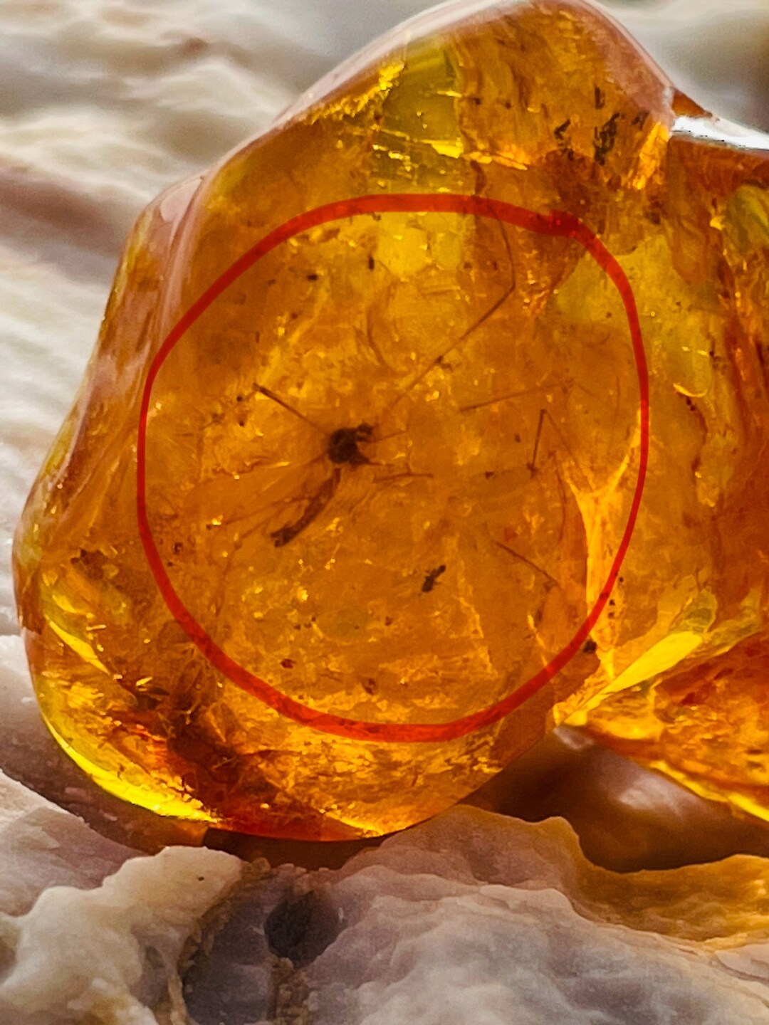 Set of 3 Natural Amber With Fossil Insects , Natural Amber With Fossil ...