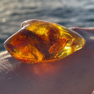 Stunning Natural Honey Amber With Fossil Inclusions, Natural Baltic ...